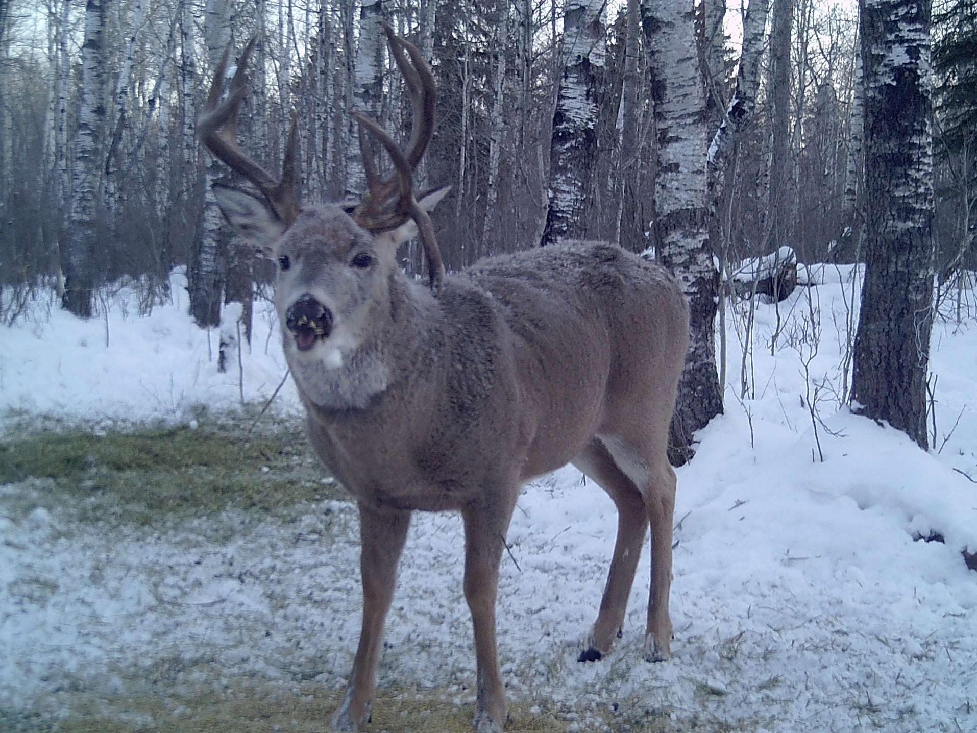 Saskatchewan Whitetail Hunting Gear Recommended List